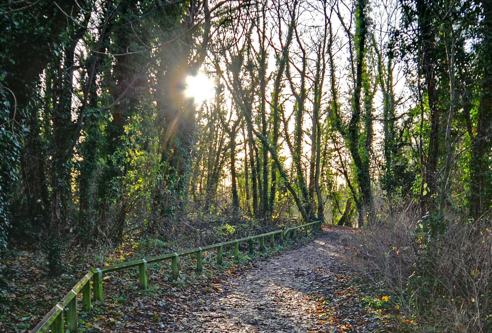 Five of our favourite dog-friendly walks in Nottinghamshire ...