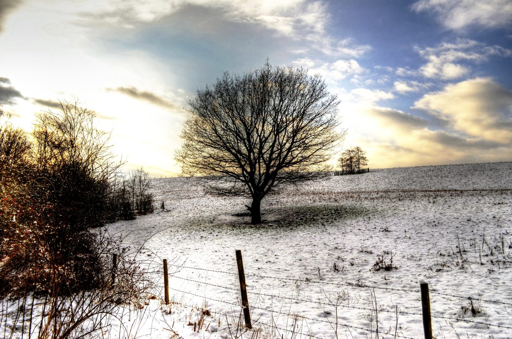 Five of our favourite dog-friendly walks in Nottinghamshire ...